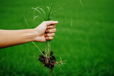 Expert Weed Pulling Services for a Clean, Healthy Garden